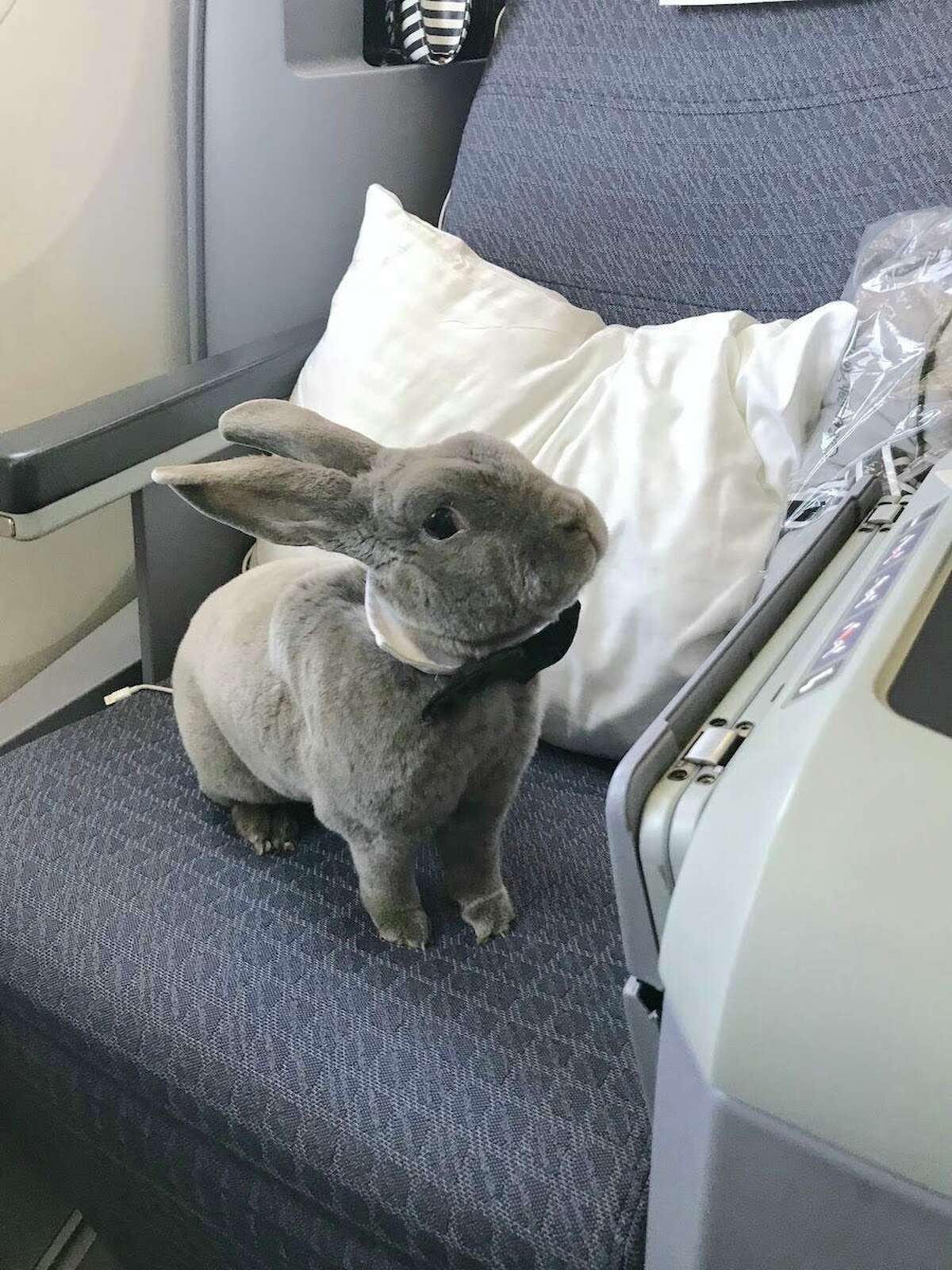 A rabbit got the VIP treatment on an SFO flight to Japan, and the ...
