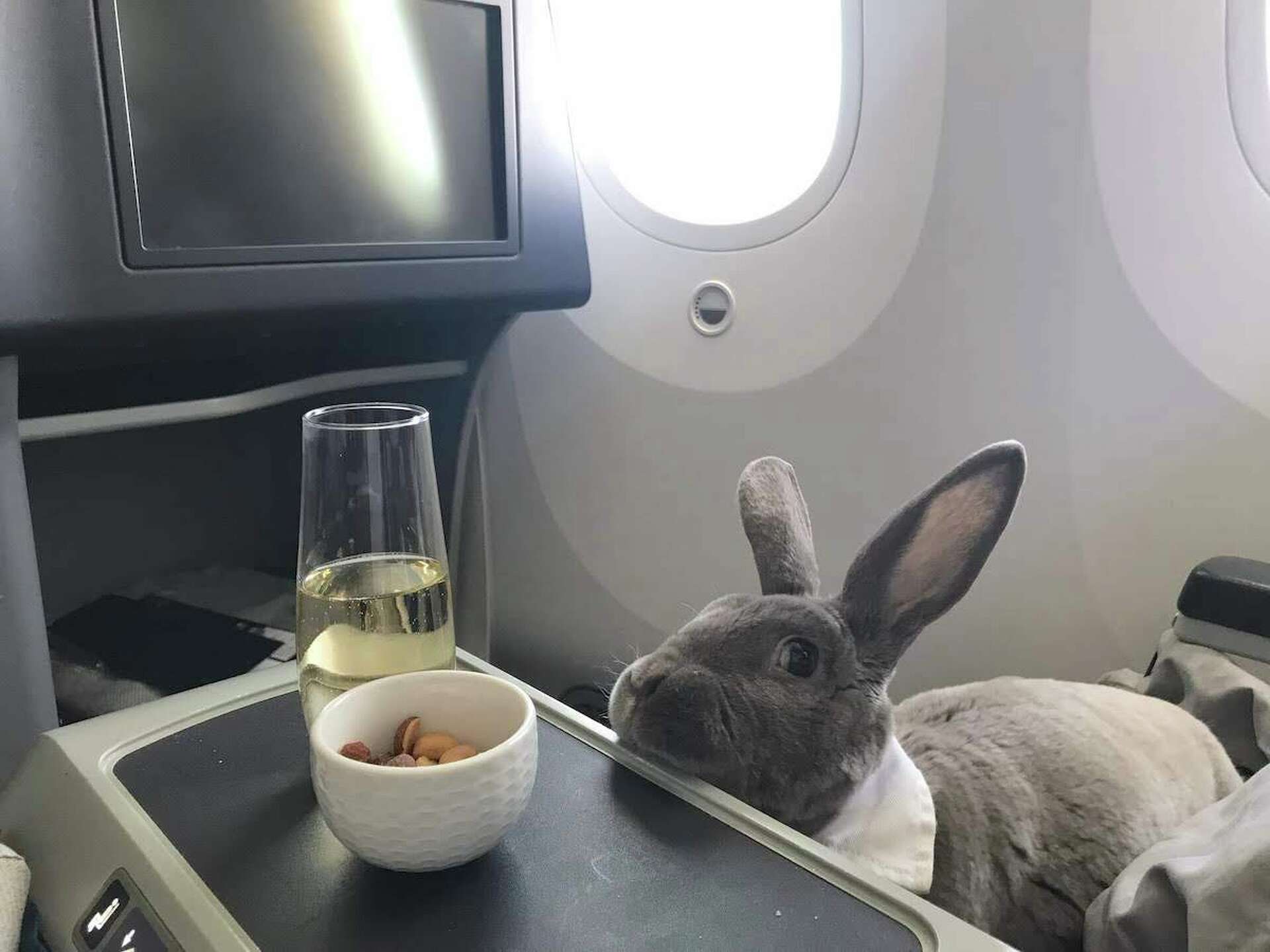 A rabbit got the VIP treatment on an SFO flight to Japan, and the ...