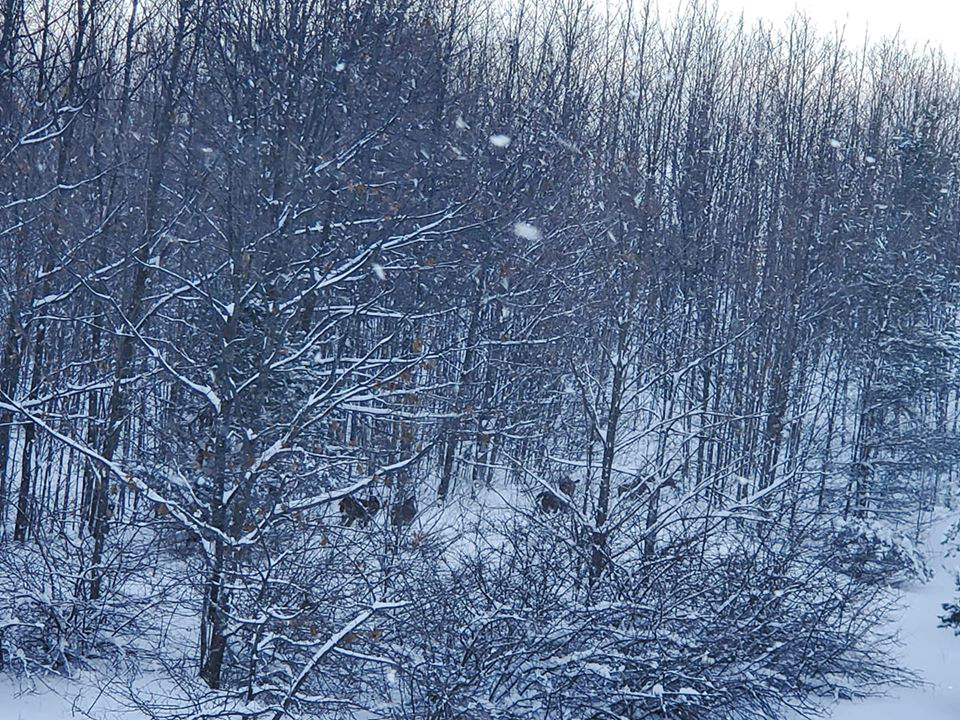 Readers submit photos from first major snowfall of 2020