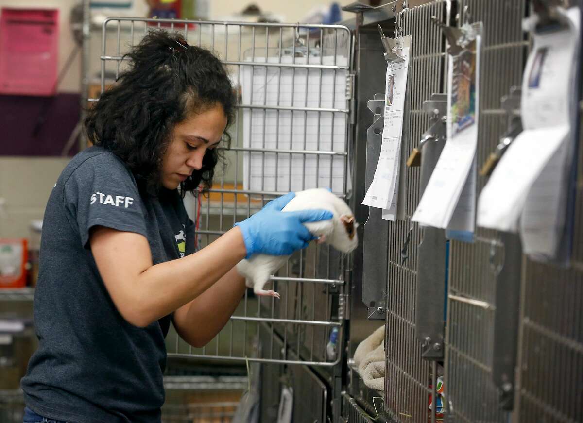 California could become ‘no-kill’ animal state under Gavin Newsom’s ...