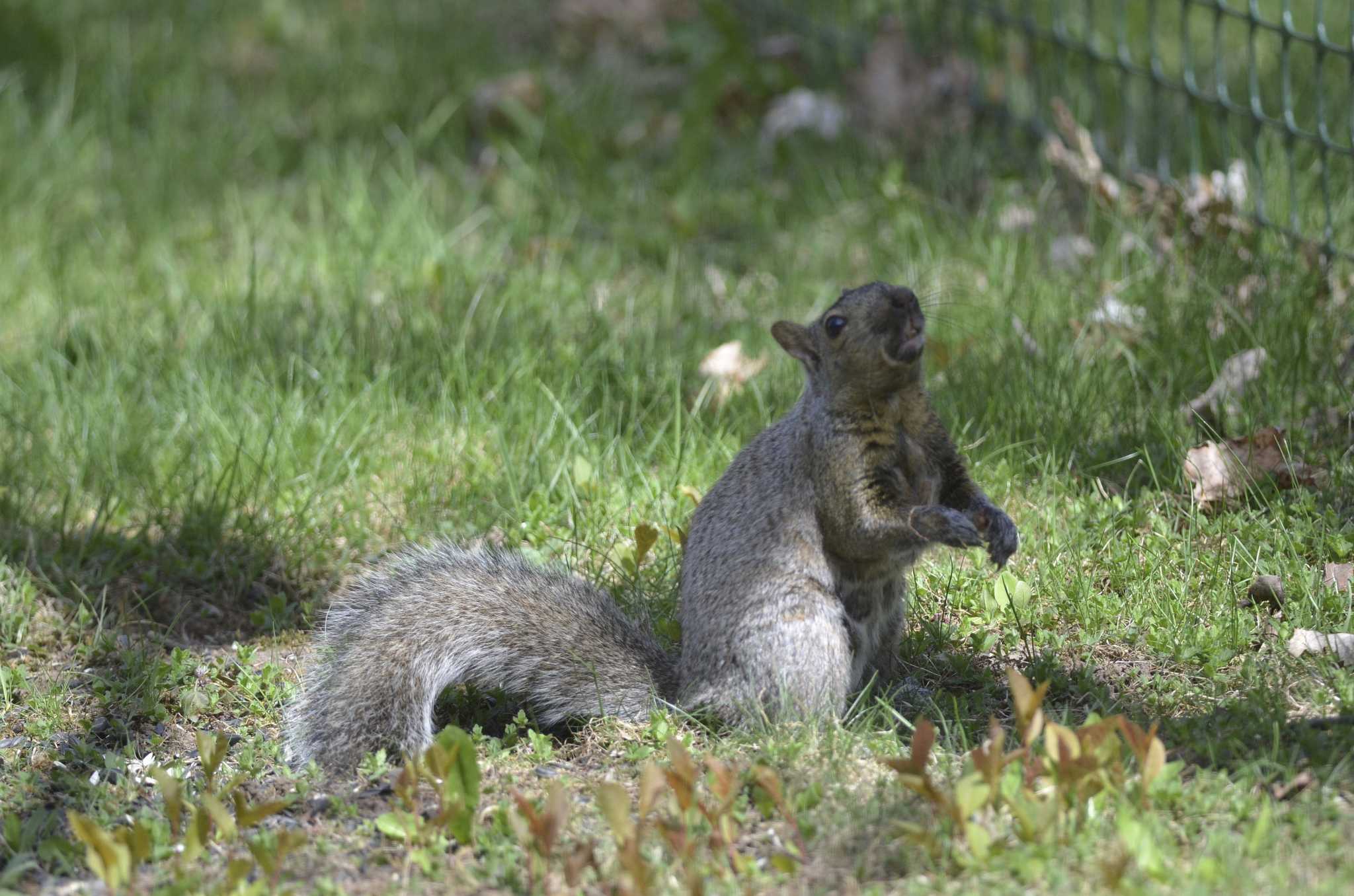 Showcasing the DNR: Feeling squirrely