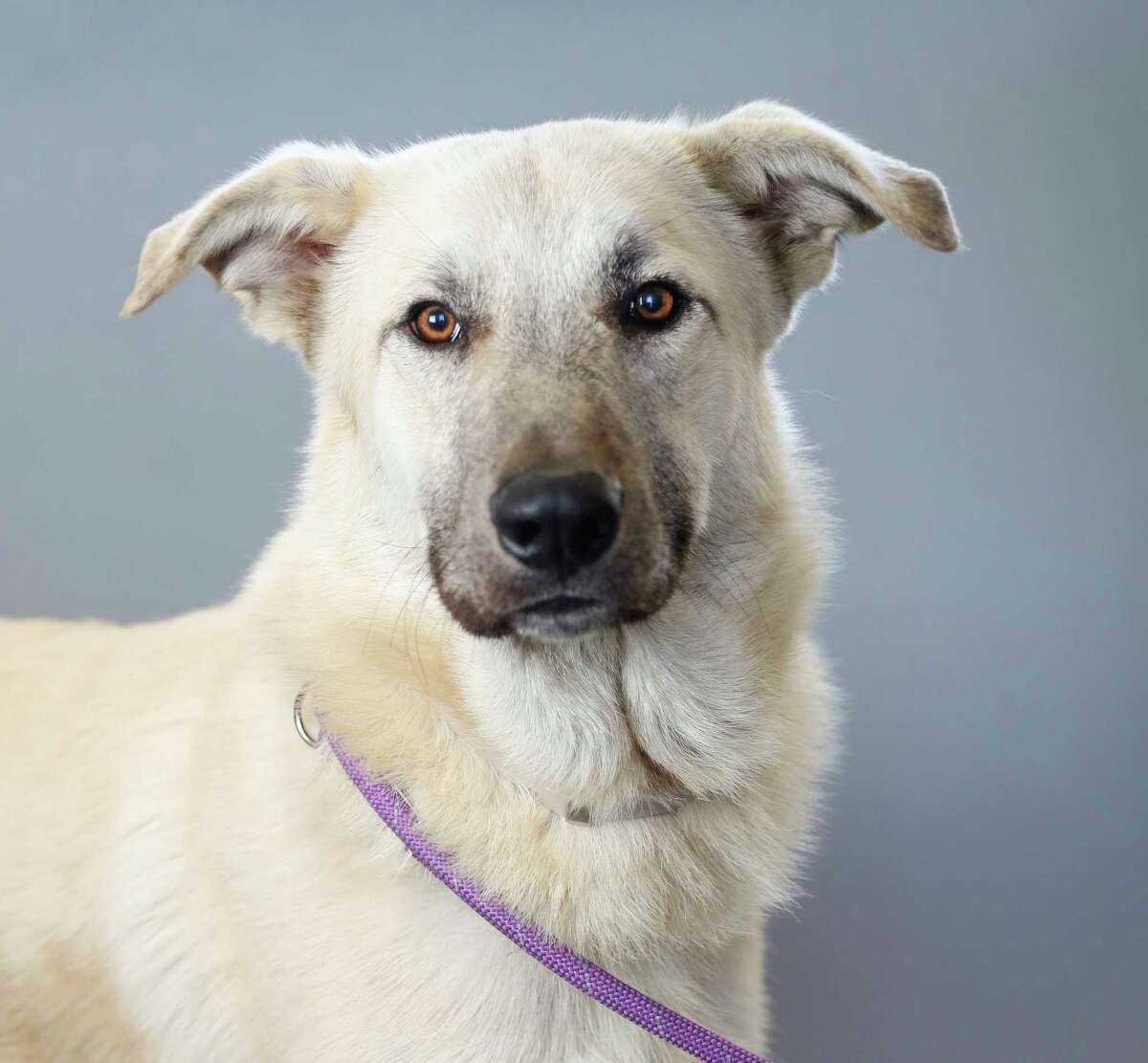 Pets of the Week: BARC Animal Shelter