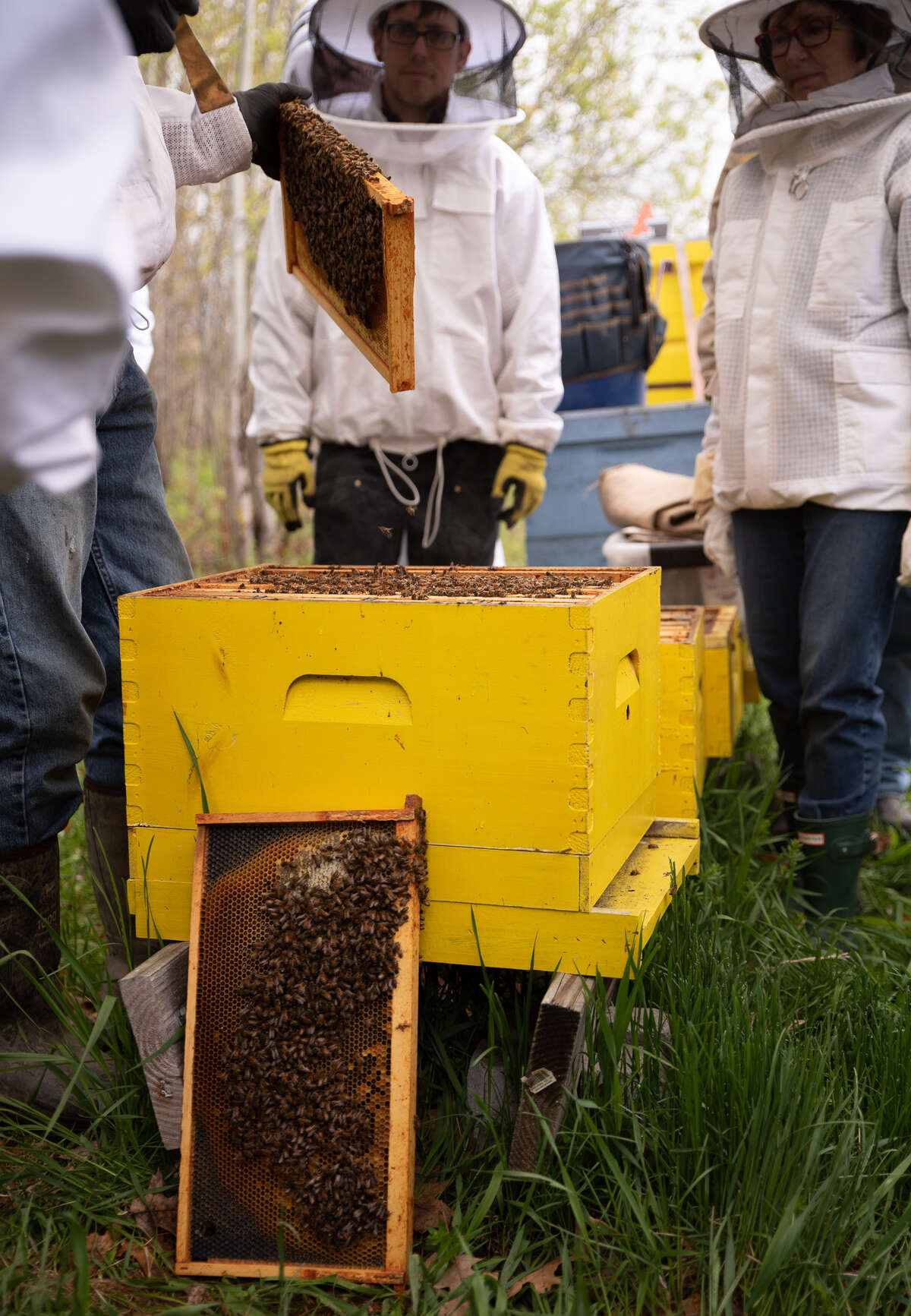 Local beekeeper on honey varieties, how to help the bees