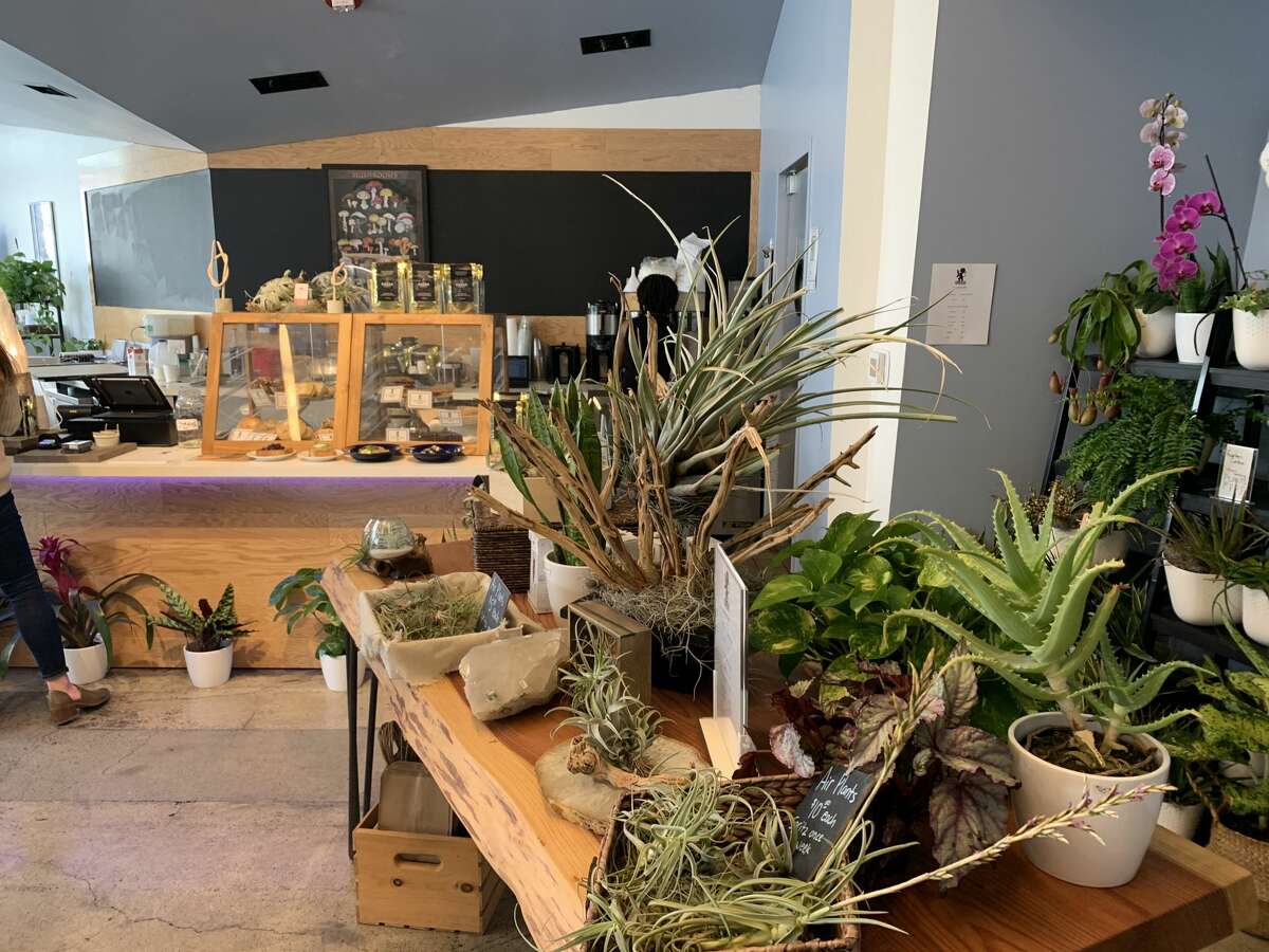 I tried SF's newest cafe trend: mushroom coffee