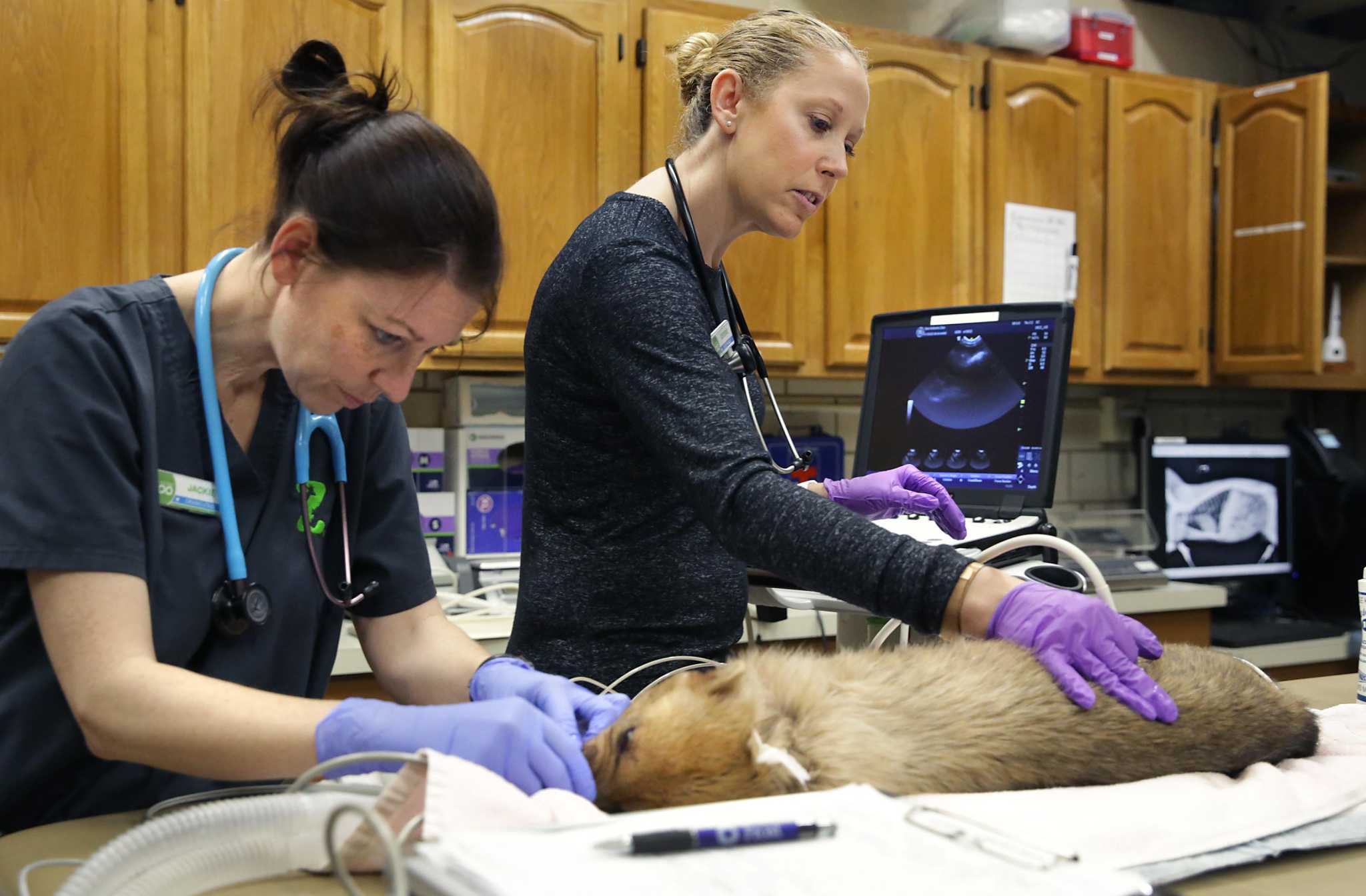 San Antonio Zoo response team ready to help animals affected by ...