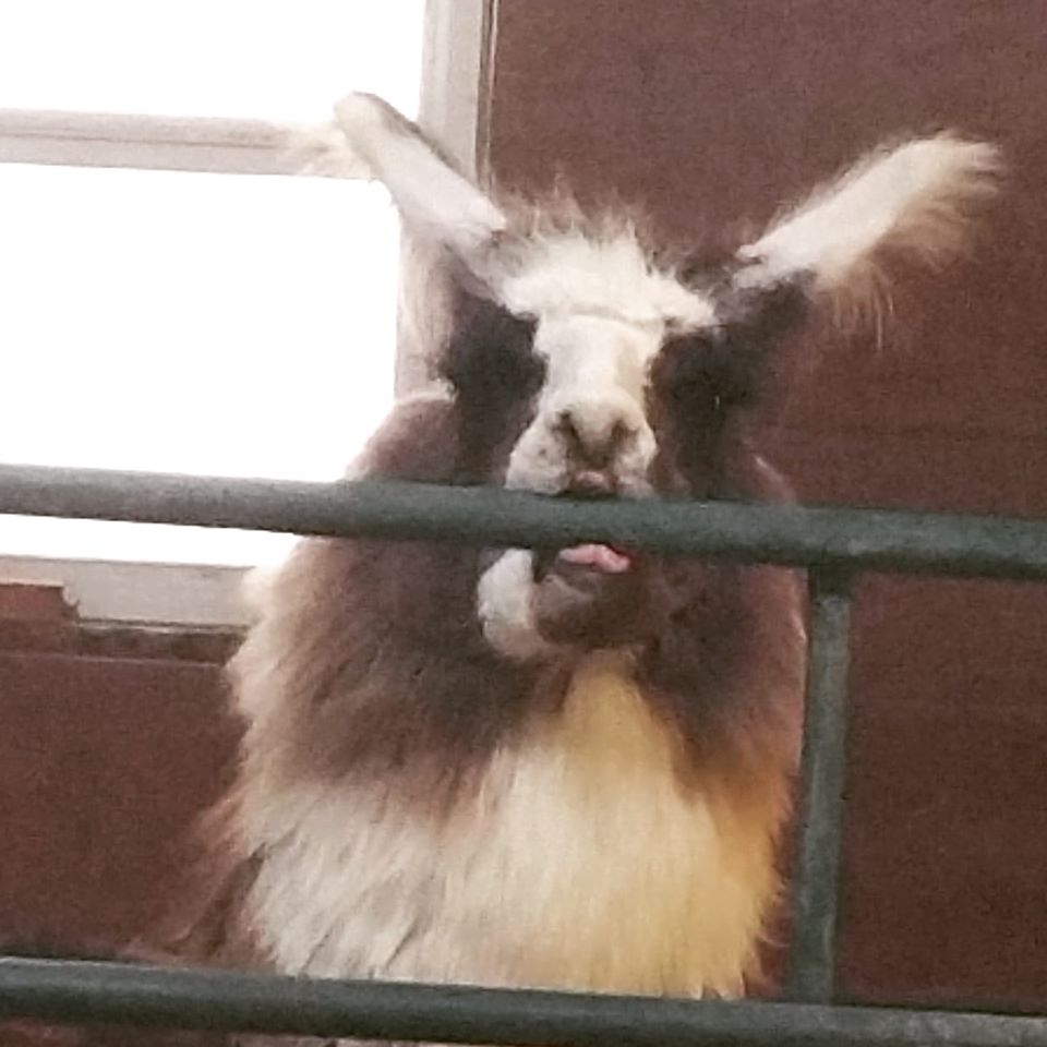 ShangriLlama: This Irish castle in the middle of Texas is home to lots ...