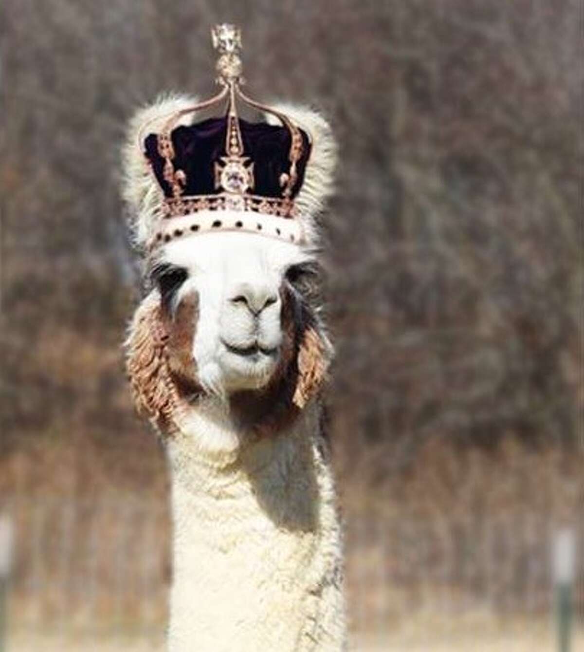 ShangriLlama: This Irish castle in the middle of Texas is home to lots ...