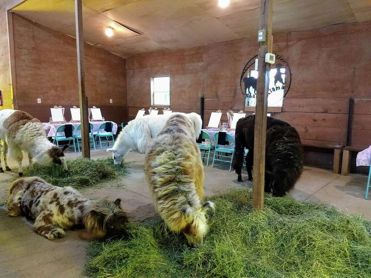 ShangriLlama: This Irish castle in the middle of Texas is home to lots ...
