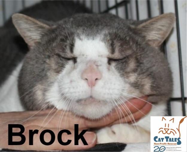 Pet of the week: Brock