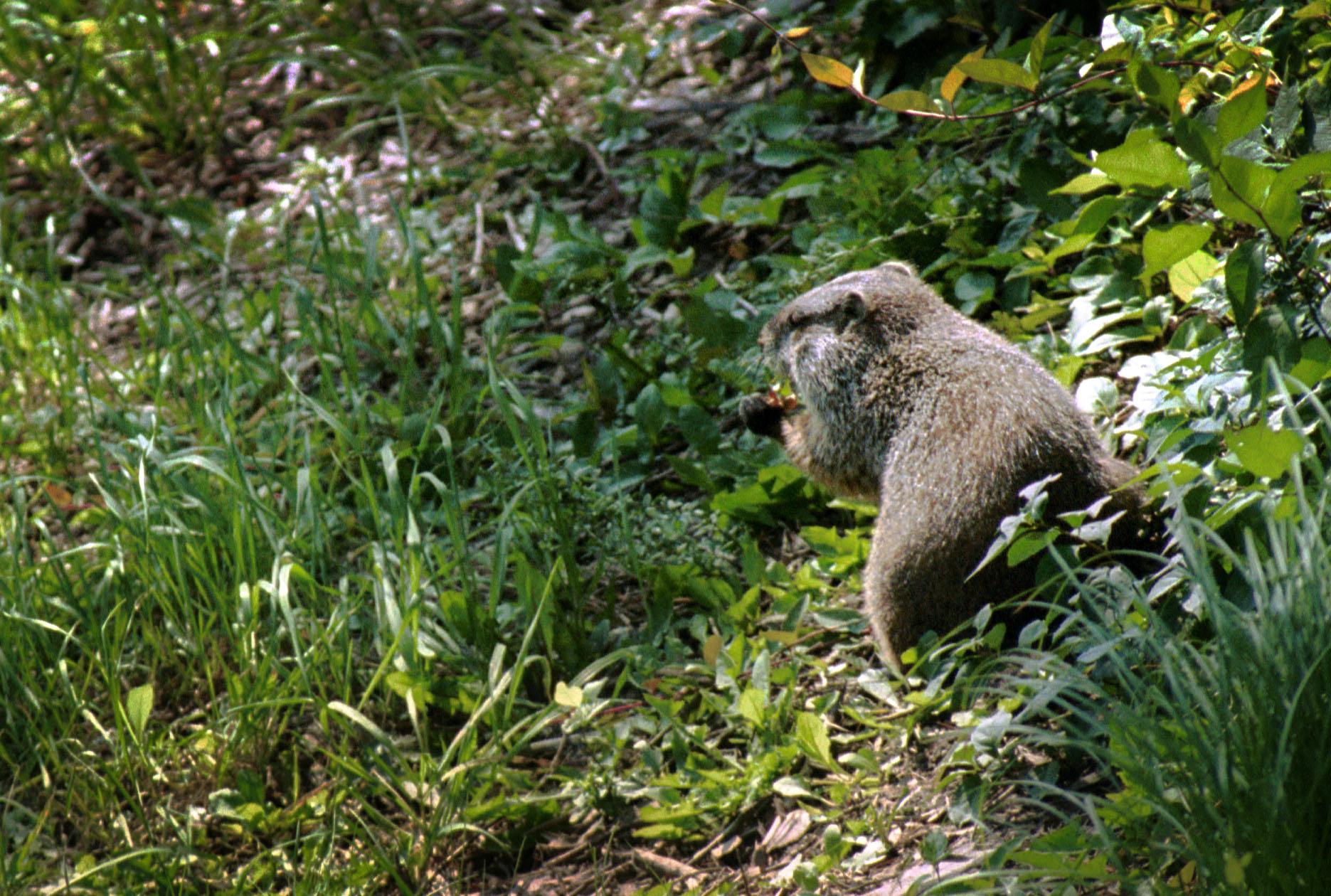 Wilton Bulletin Board: Capitol agenda, groundhogs, recycling