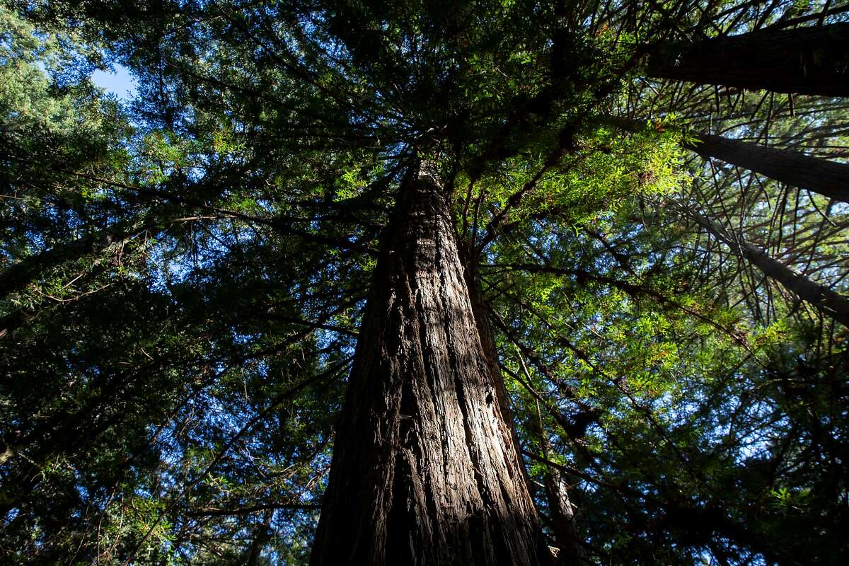 Big grove of old-growth Santa Cruz redwoods saved, helping species ...