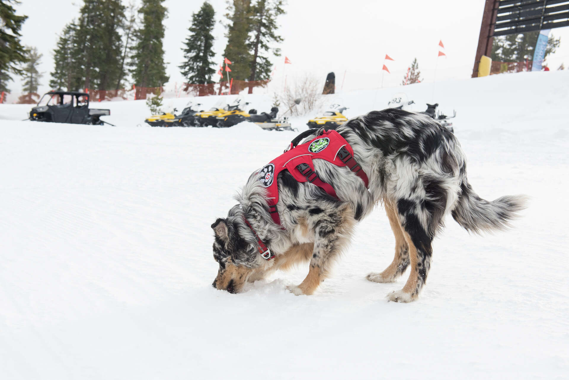 Inside the wild world of training a Lake Tahoe Ski Patrol puppy