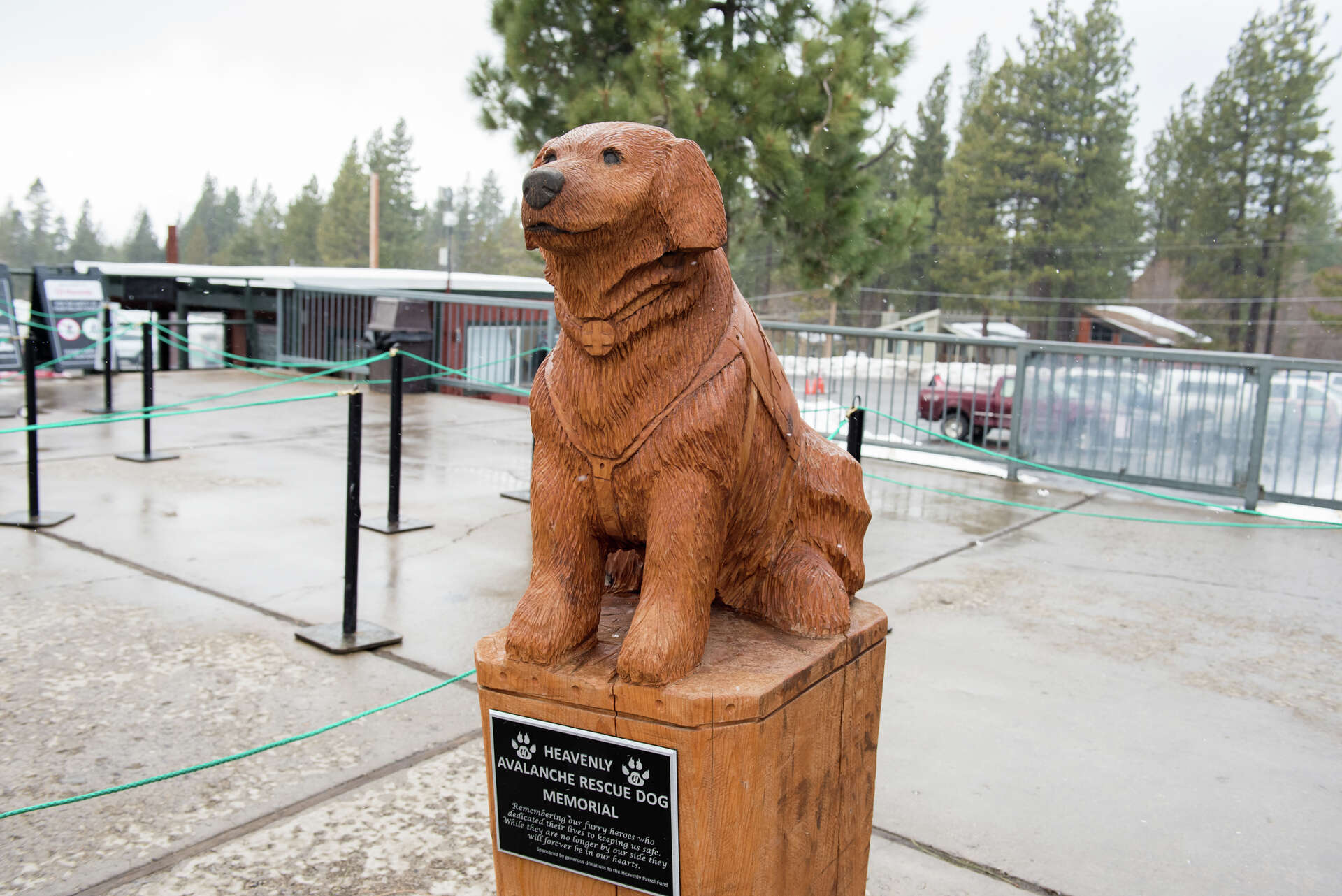 Inside the wild world of training a Lake Tahoe Ski Patrol puppy