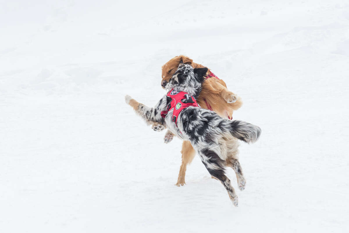 Inside the wild world of training a Lake Tahoe Ski Patrol puppy