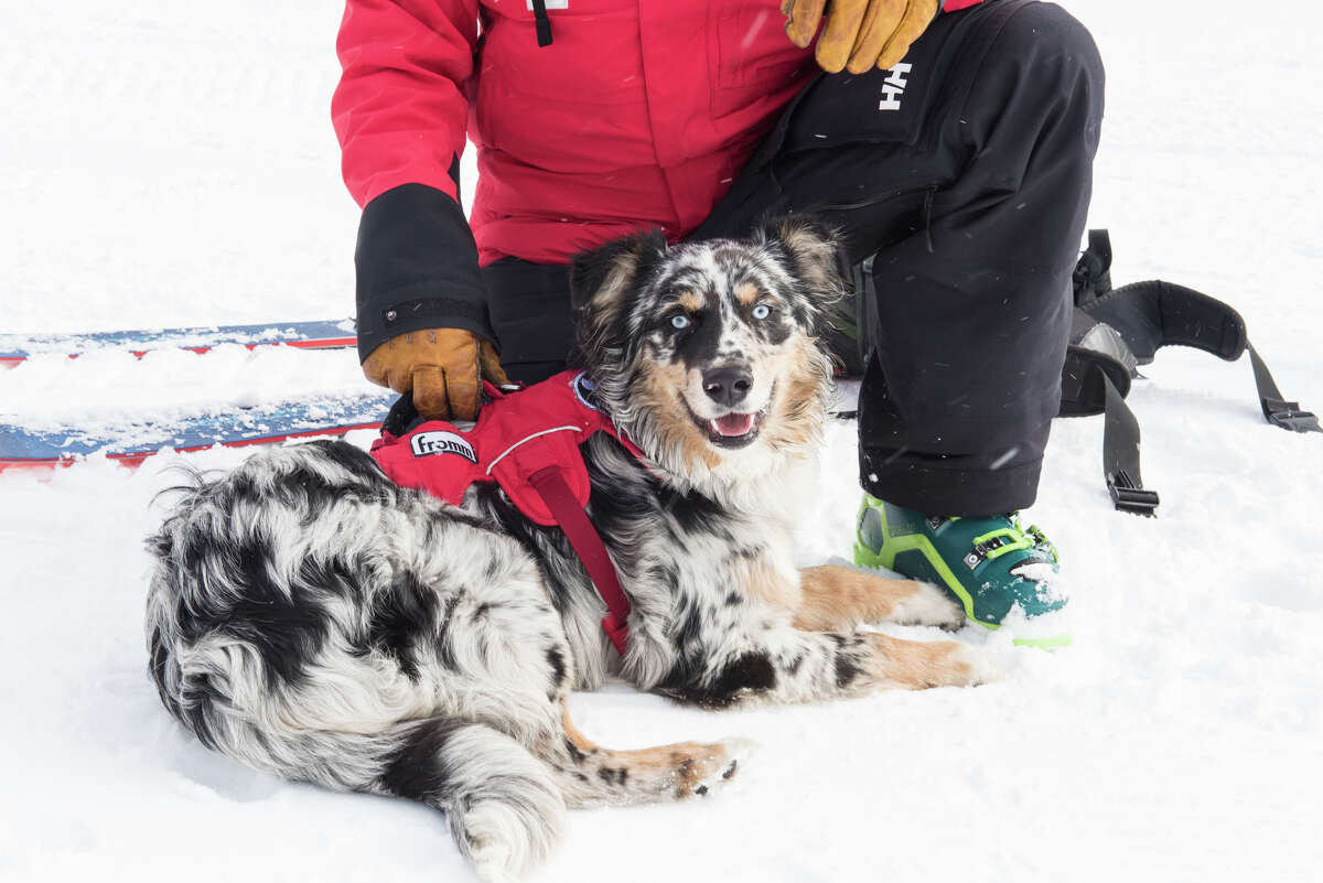 Inside the wild world of training a Lake Tahoe Ski Patrol puppy