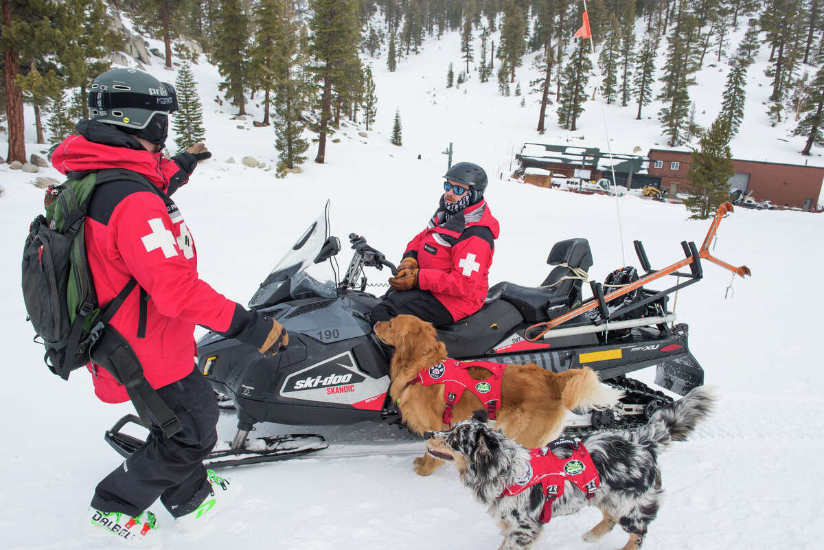 Inside the wild world of training a Lake Tahoe Ski Patrol puppy