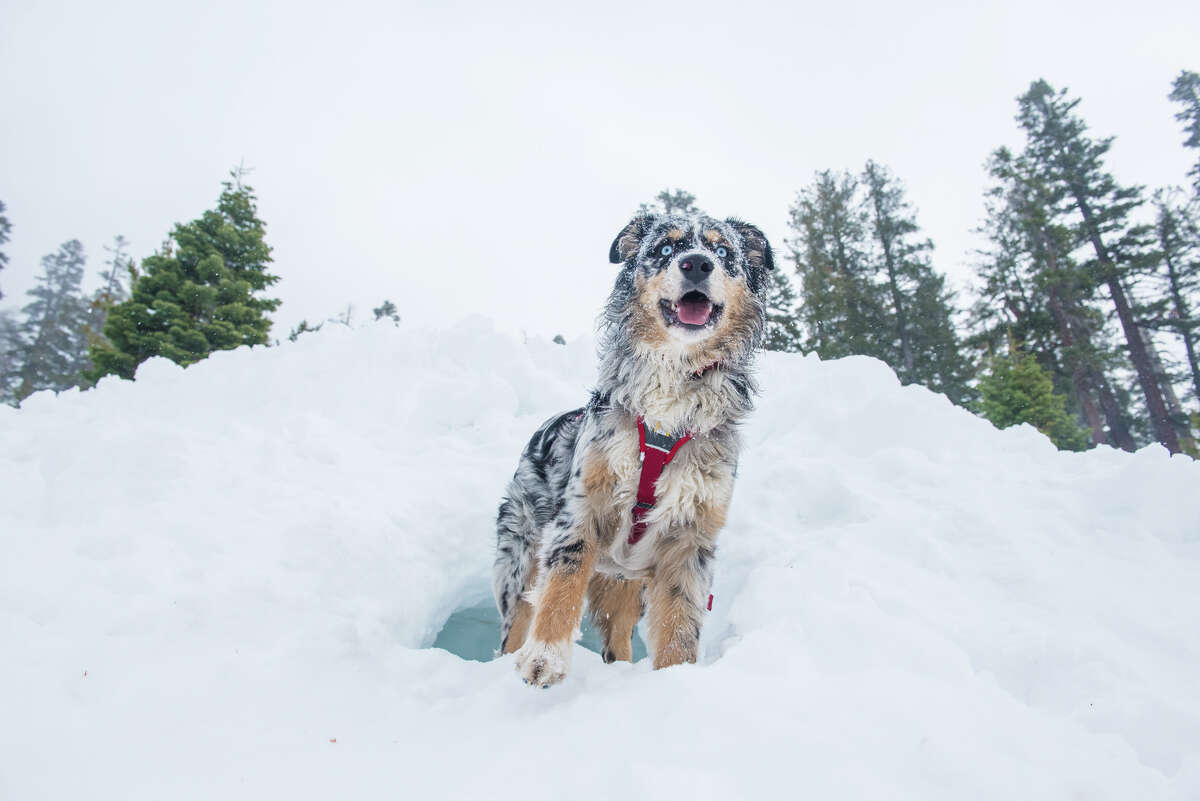 Inside the wild world of training a Lake Tahoe Ski Patrol puppy