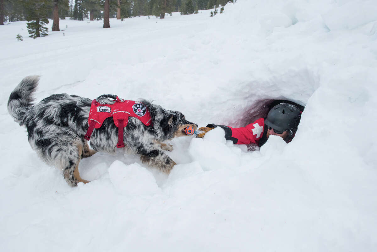 Inside the wild world of training a Lake Tahoe Ski Patrol puppy