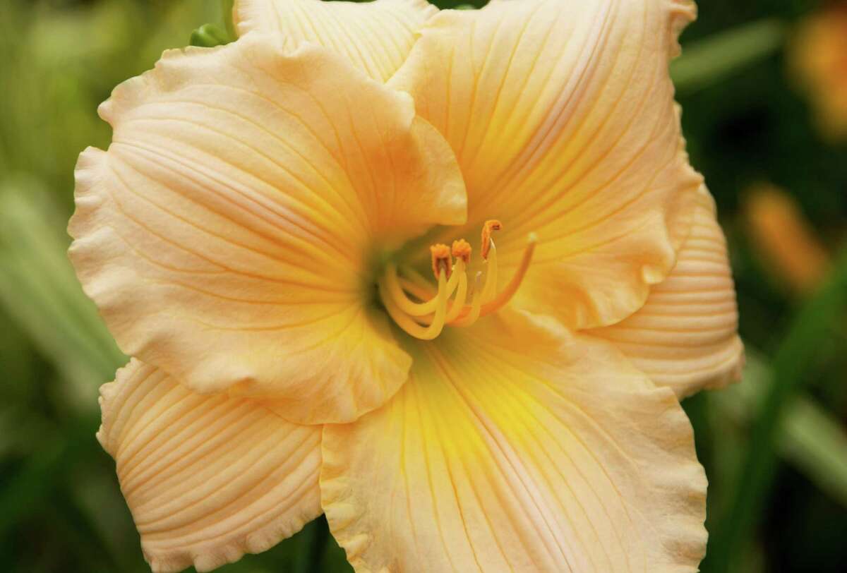 How to achieve daylily success with seeds