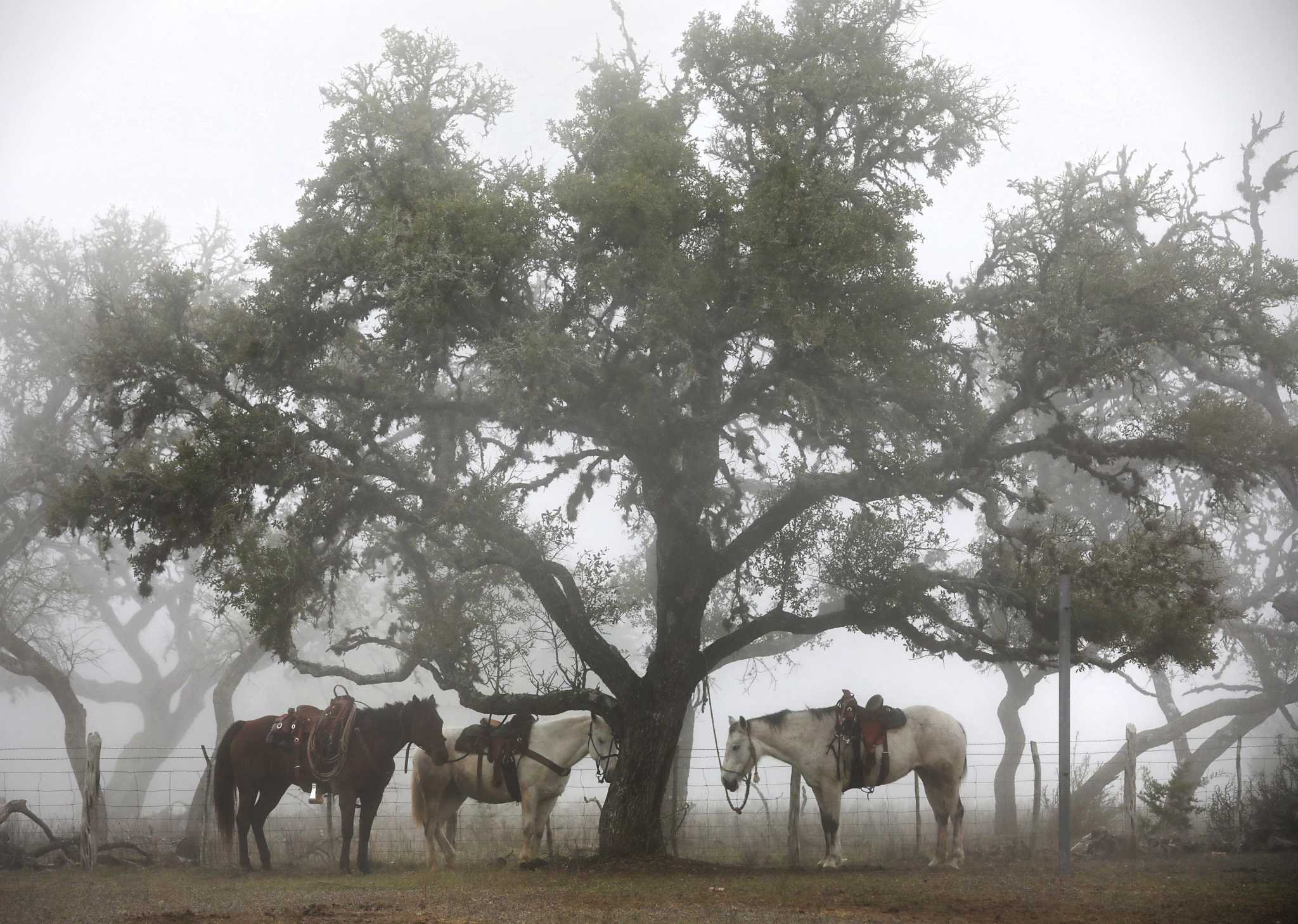 On horseback, trail riders bring tradition to the San Antonio rodeo