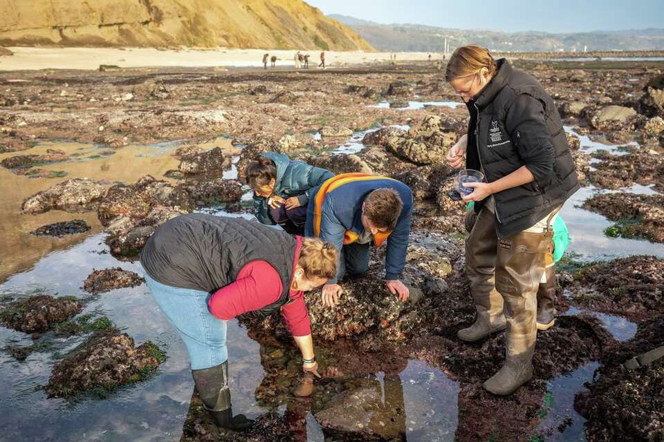 Seattle's 10 best beaches for exploring tide pools this summer