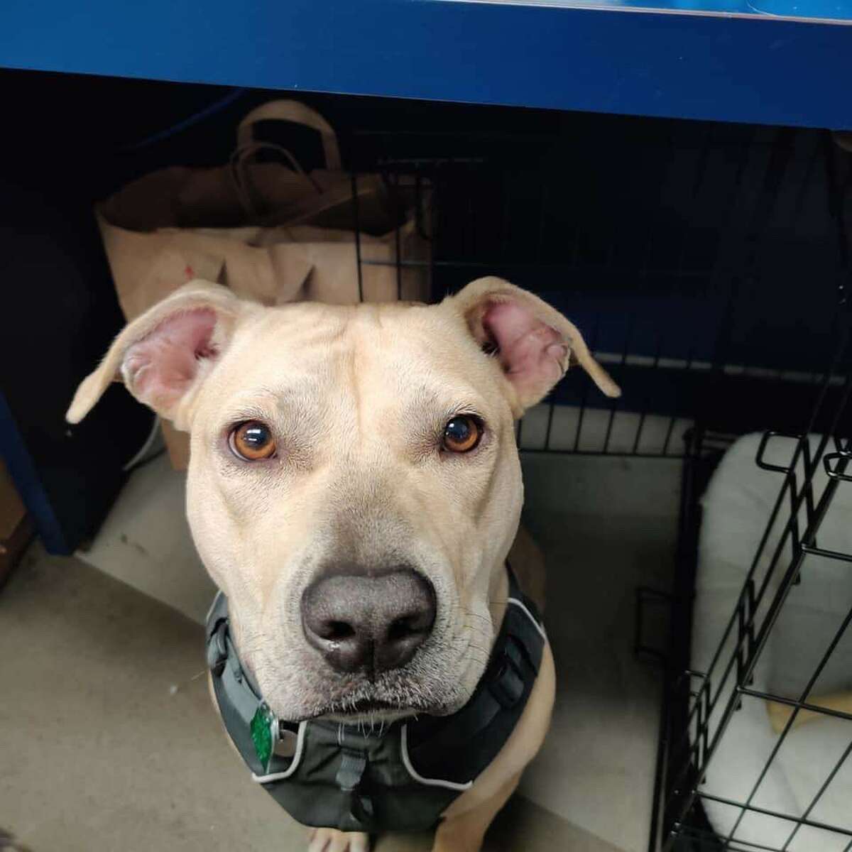 Meet Lola, the Houston dog saved from an alleged dogfighting ring that ...