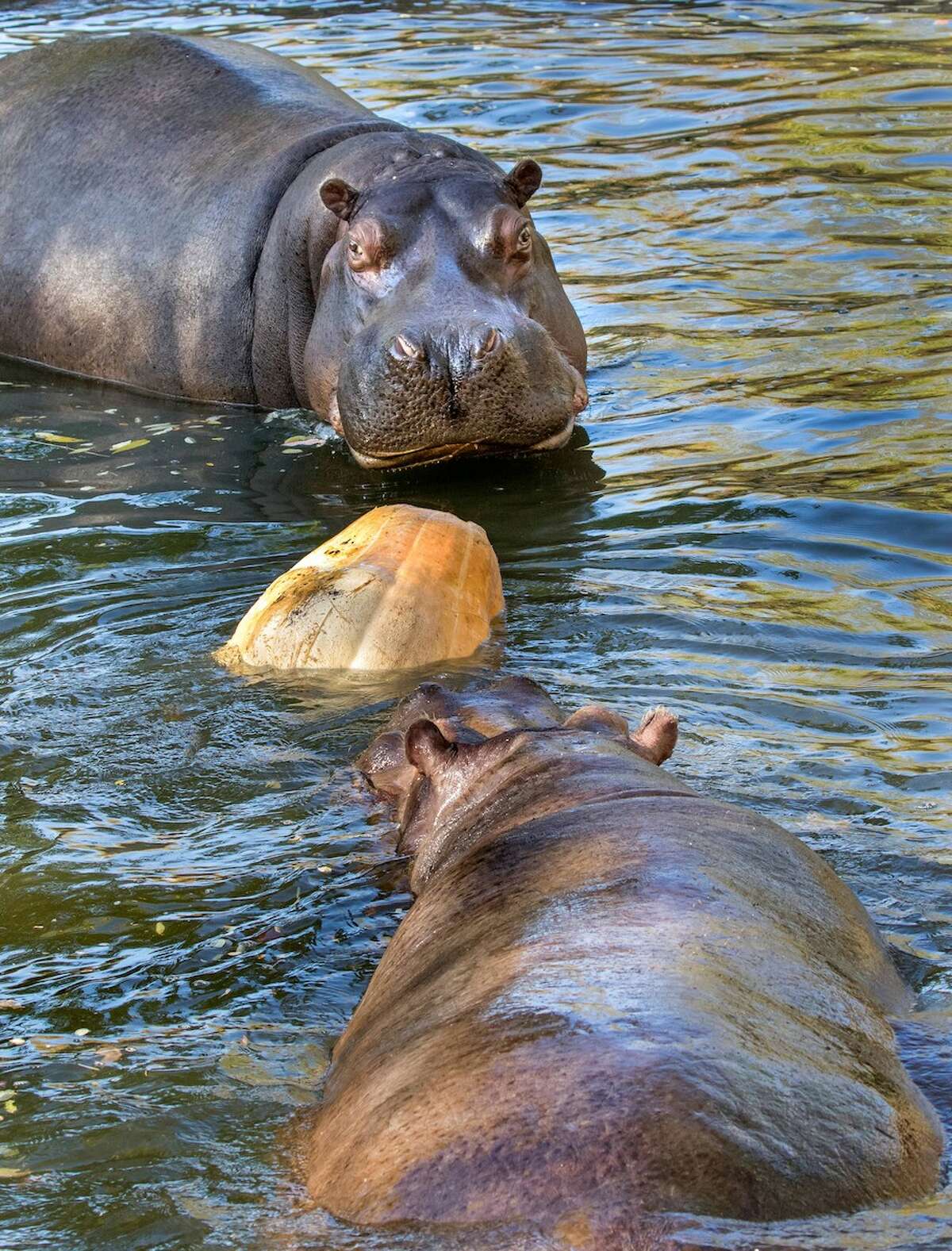 Woodland Park Zoo's 2 hippos to leave Seattle later this year