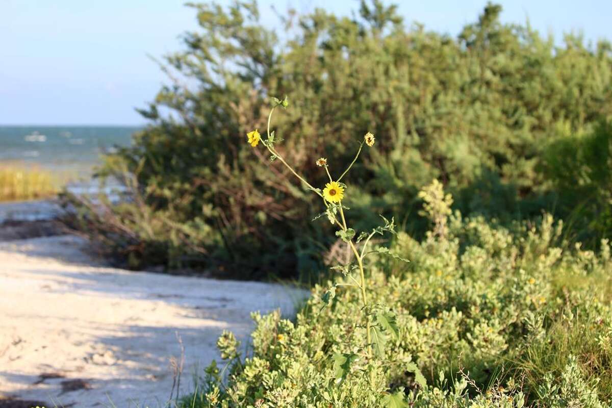 You can buy this Texas island in the middle of a fisherman's paradise ...