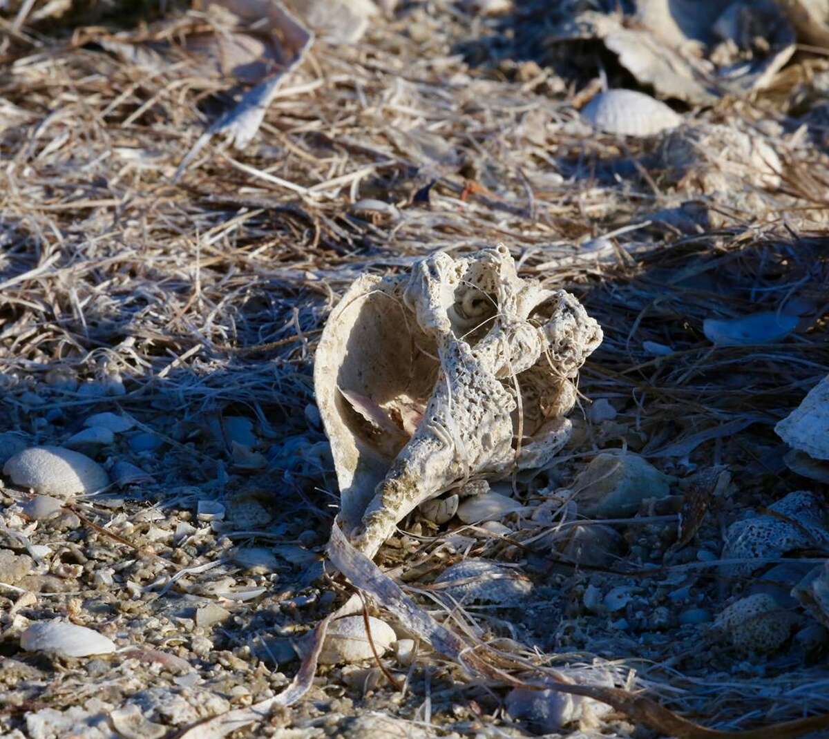 You can buy this Texas island in the middle of a fisherman's paradise ...