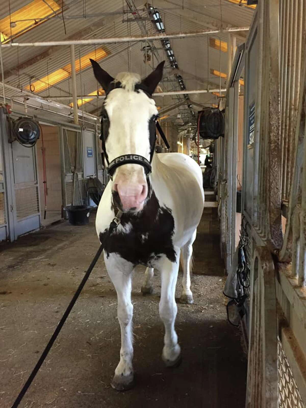 And the winner is...: HPD patrol horse with no name gets a Houston ...