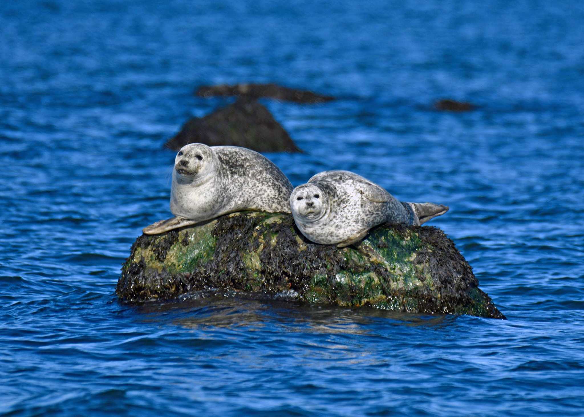 Bird watching, seal spotting and more in Fairfield County