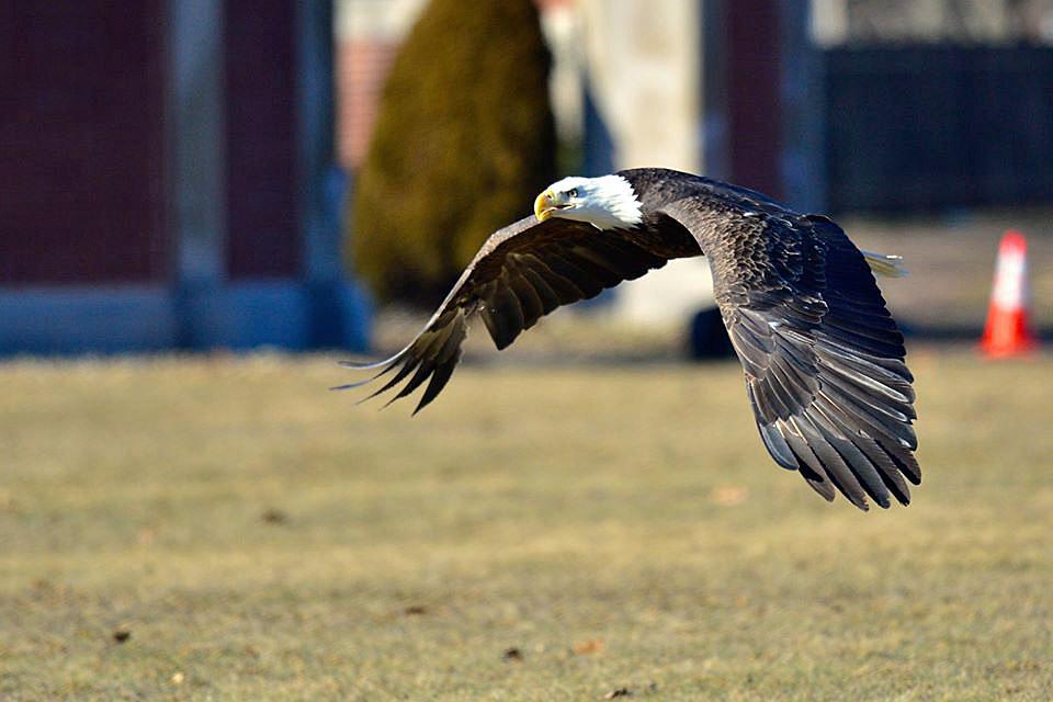 Bald eagle hit by truck on I-95 flies again