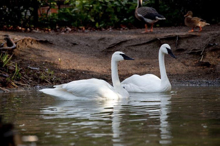 Love is in the air: Swans, warthogs to make debut at Seattle's Woodland ...