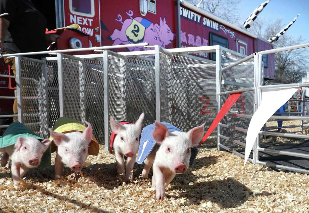 Swifty Swine pig races delight crowds at San Antonio Stock Show & Rodeo