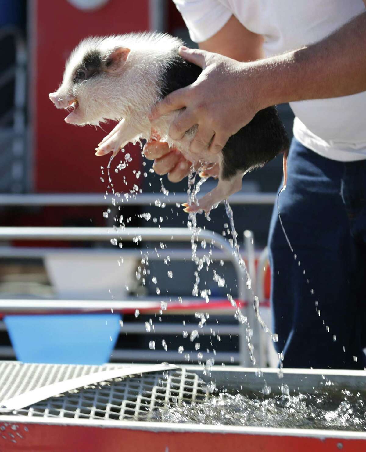 Swifty Swine pig races delight crowds at San Antonio Stock Show & Rodeo