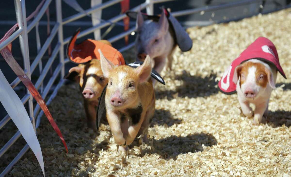 Swifty Swine pig races delight crowds at San Antonio Stock Show & Rodeo