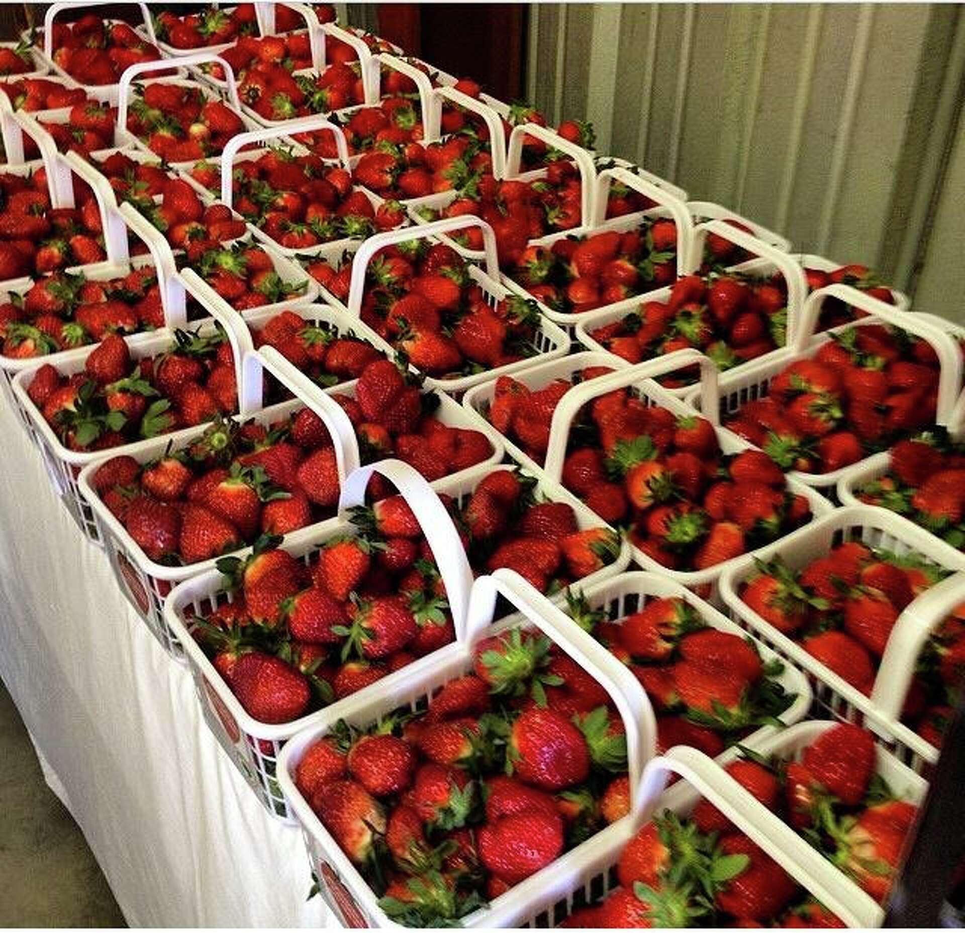 It's strawberry season in Texas. Here are some of the best farms to ...