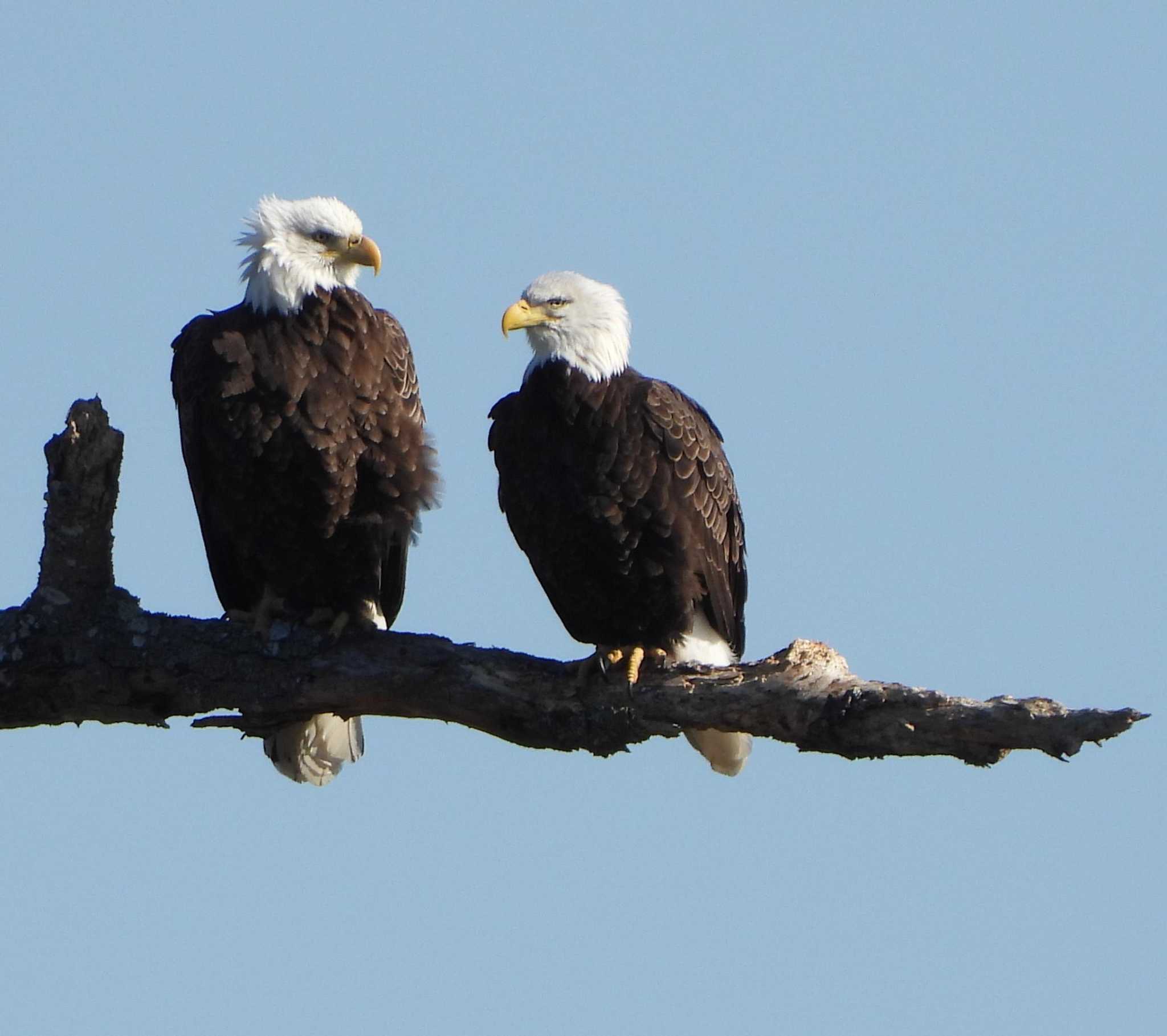 See bald eagles, wildlife on river cruises