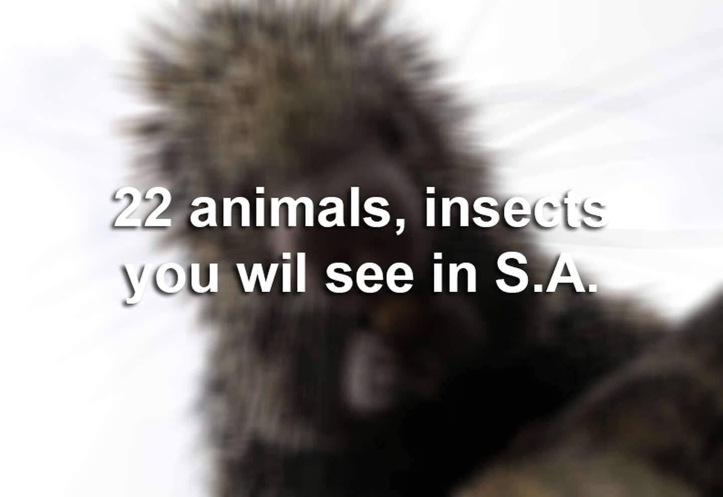 'Creepy' sea creature known for painful sting spotted in Port Isabel