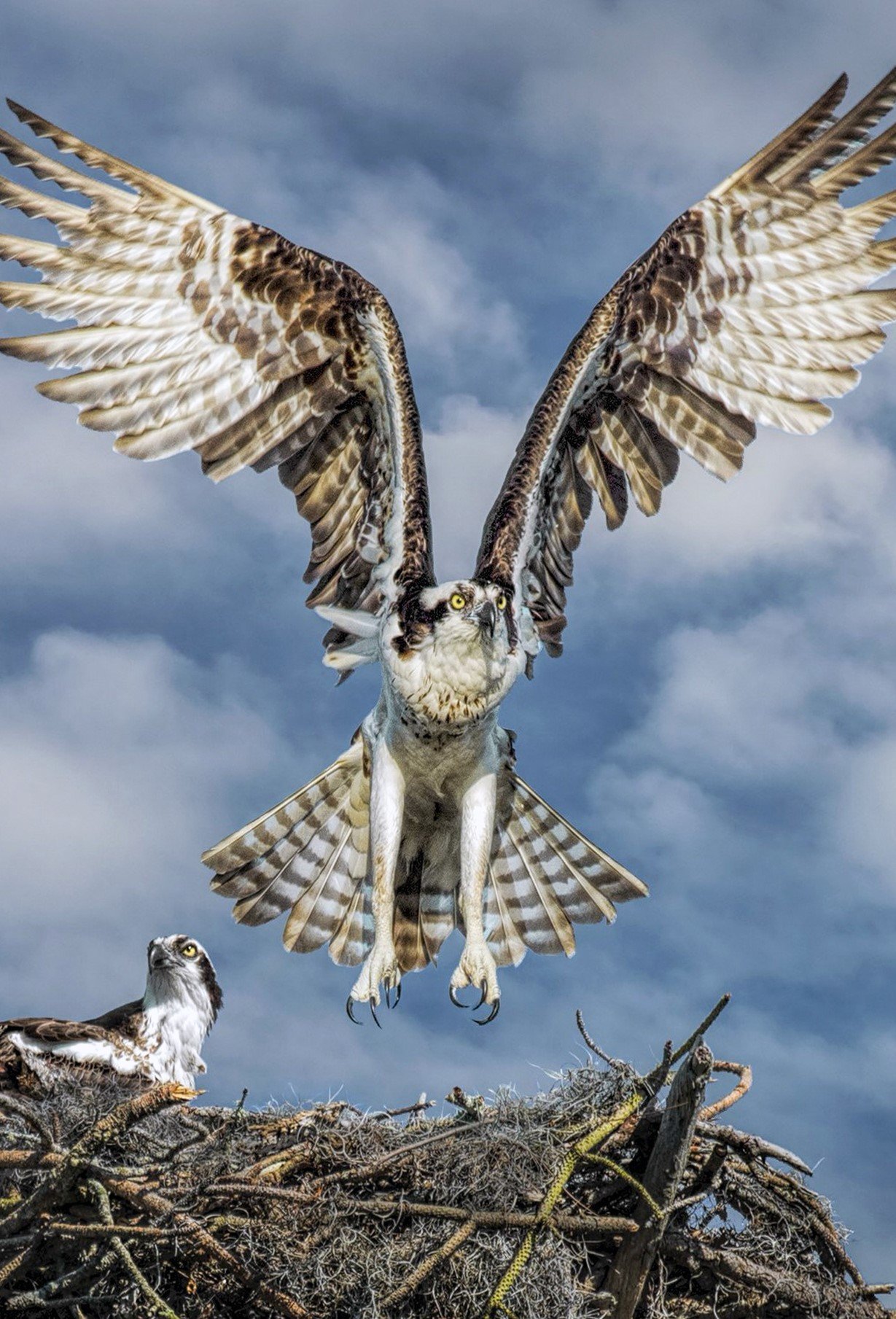 MI Birds are your birds - working together for bird conservation