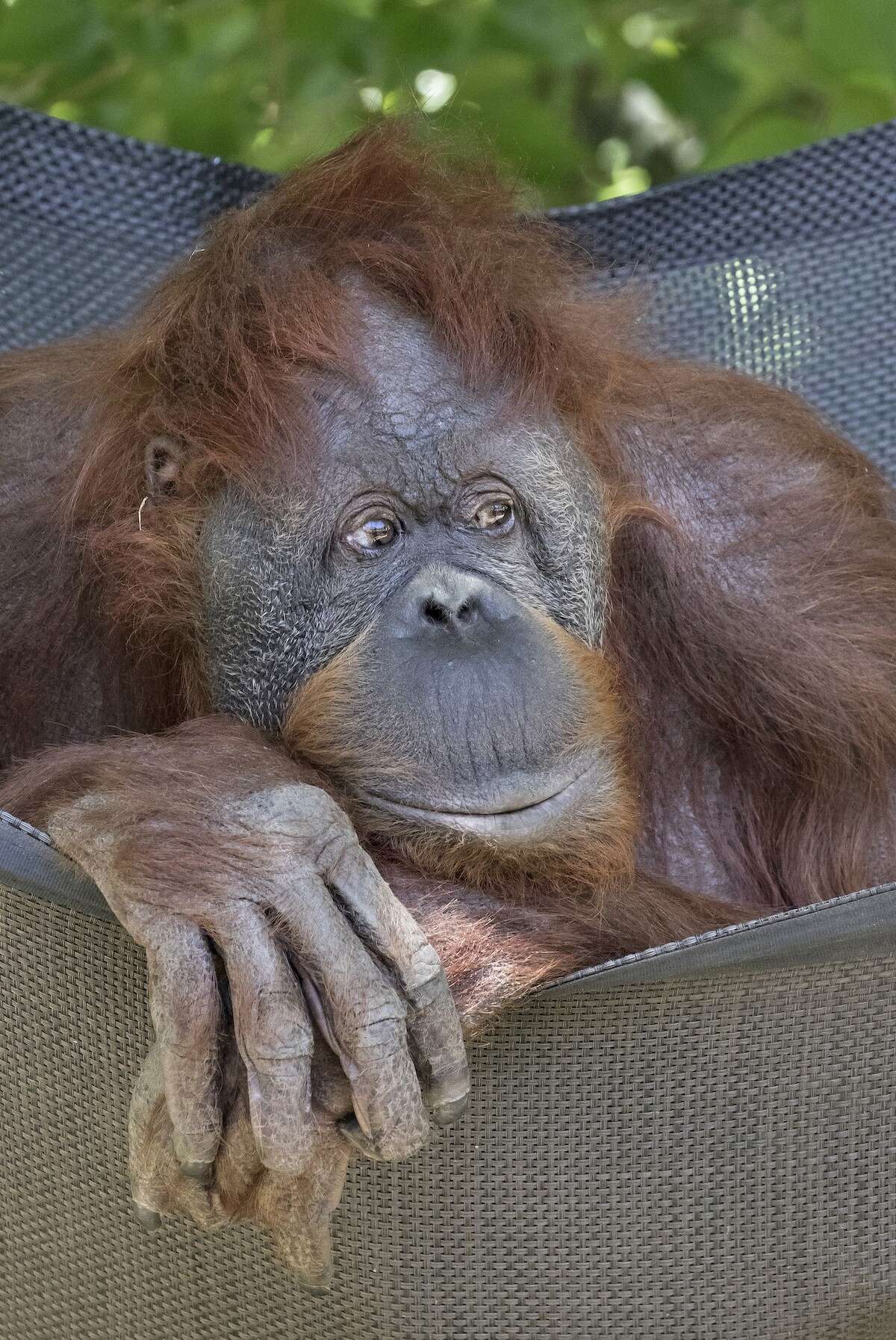 Chinta, female orangutan and oldest animal at Seattle's Woodland Park ...