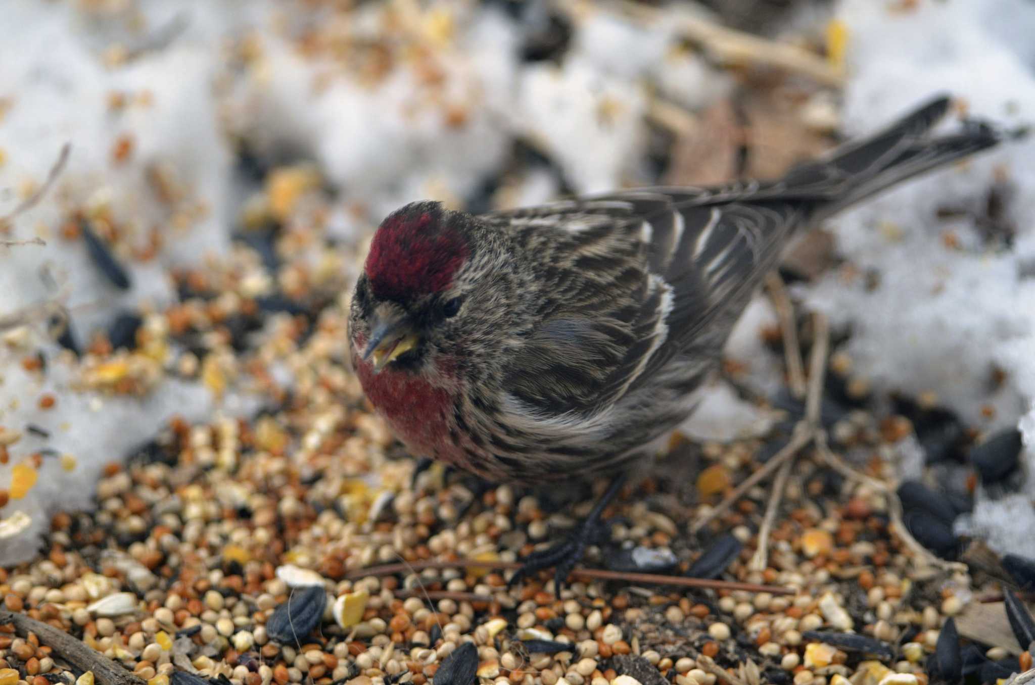 Showcasing the DNR: MI Birds are your birds - working together for bird ...