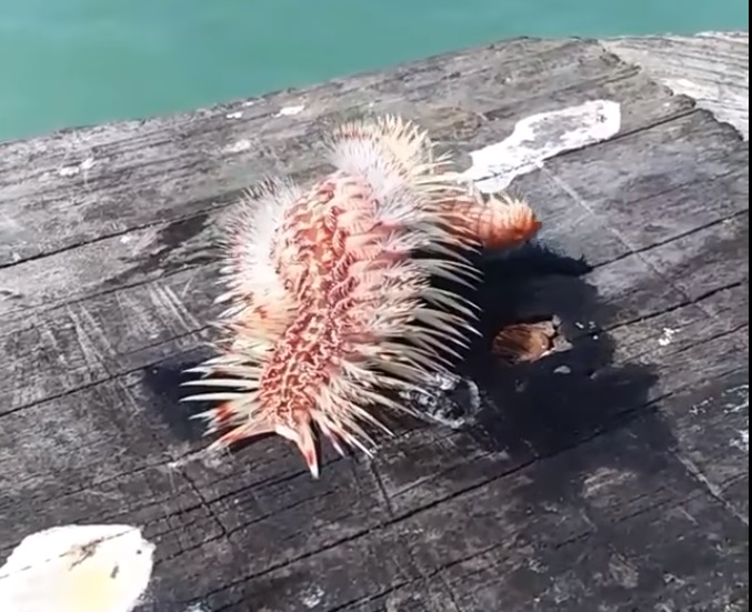 'Creepy creature' known for its 'painful sting' caught on camera off a ...
