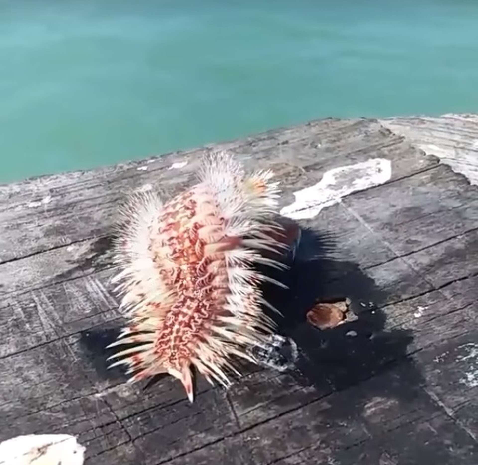 'Creepy' sea creature known for painful sting spotted in Port Isabel