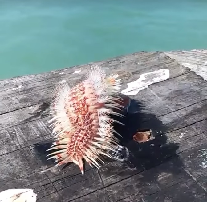 'Creepy' sea creature known for painful sting spotted in Port Isabel