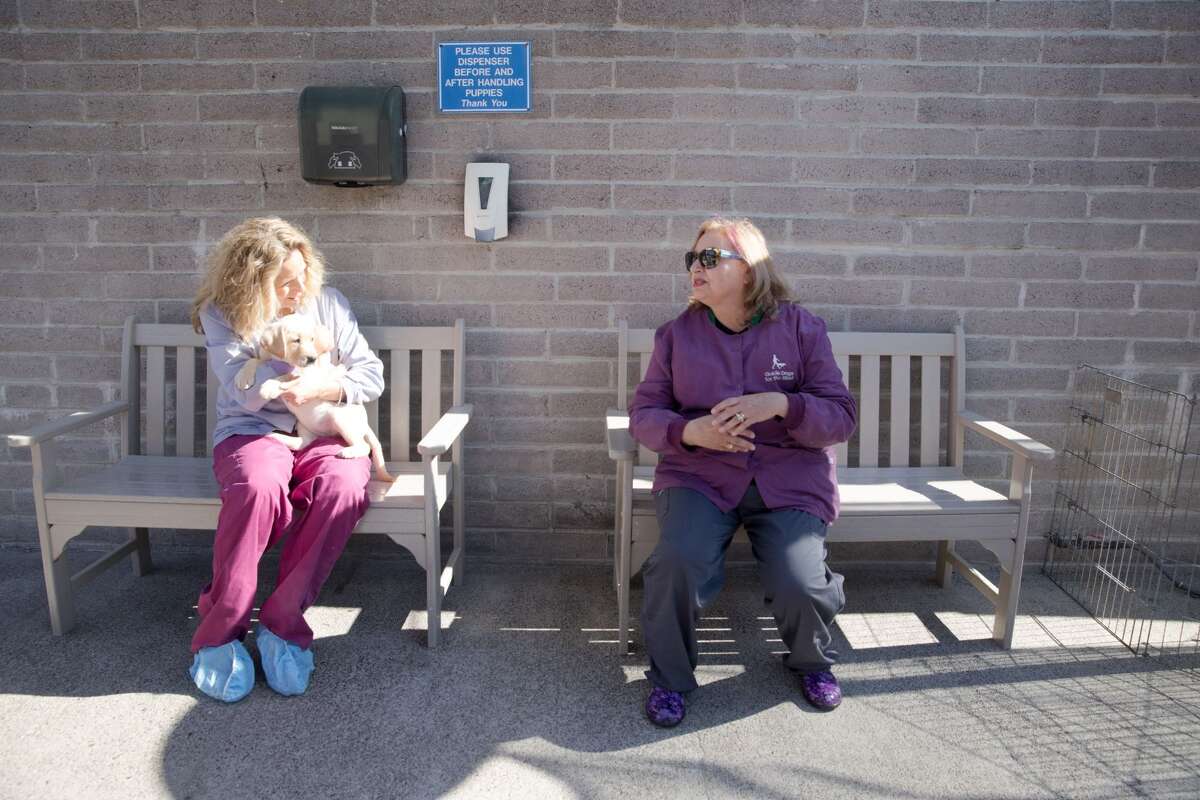 'Service dogs at risk': Bay Area's guide dog school deals with rise of ...