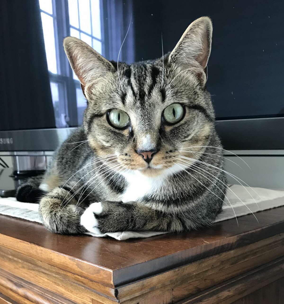 Vote: Who is CT's most photogenic pet?