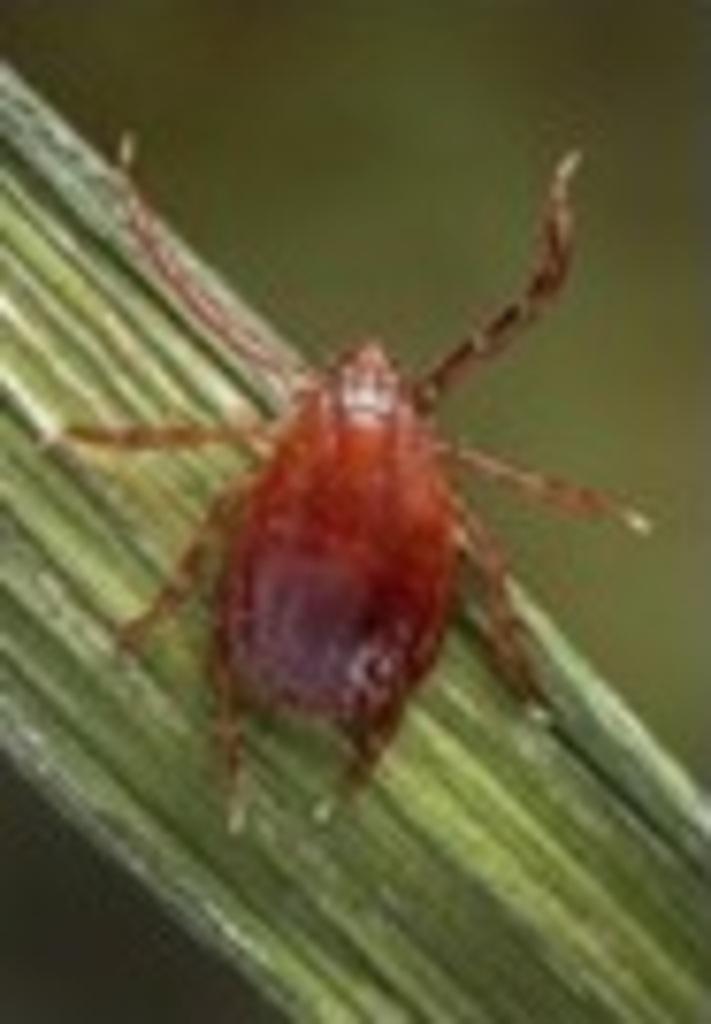 Statewide tick survey finds ticks carrying 5 different diseases in CT