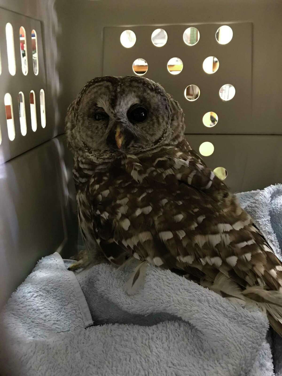 Beware of owls in Monroe