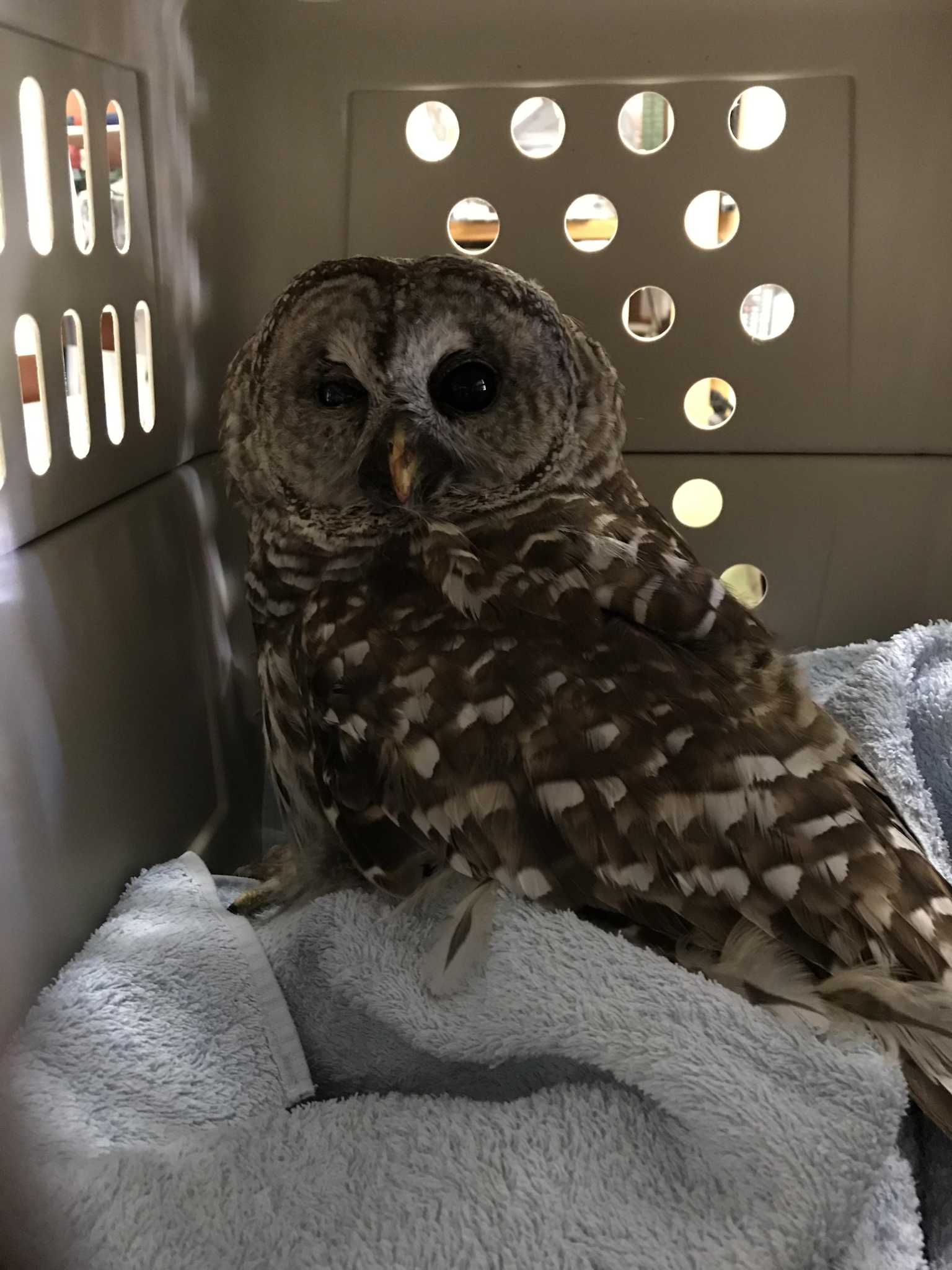 Beware of owls in Monroe